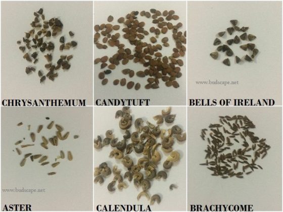 FLOWER SEED IDENTIFICATION CHART