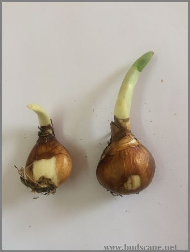 IDENTIFY FLOWER BULBS
